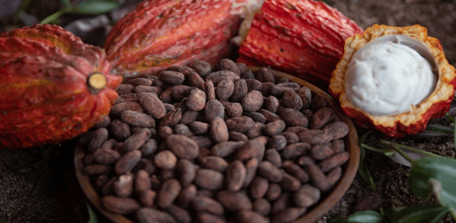 El cacao peruano es admirado en el mundo