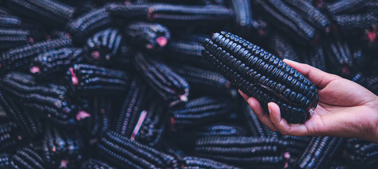 Maíz morado: Conoce al superfood que hace posible la chicha morada